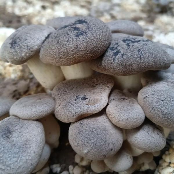 阿魏菇的功效与作用_阿魏菇怎么吃效果最好-第3张图片-山城妙识