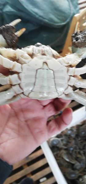 红膏大闸蟹多少钱一只_红膏大闸蟹价格表2024-第2张图片-山城妙识