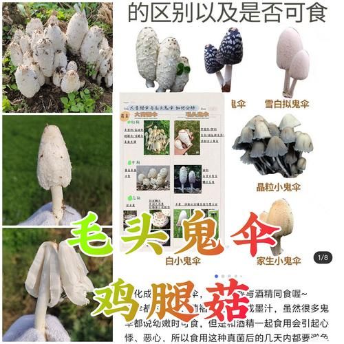 鸡腿菇不能和什么一起吃_鸡腿菇与什么相克-第3张图片-山城妙识