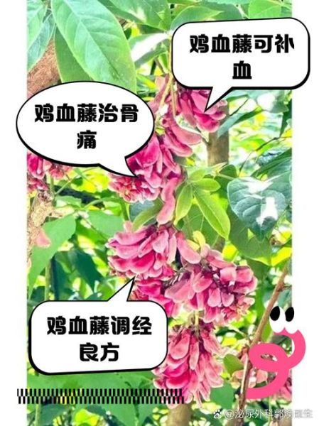 鸡血藤泡水喝的功效_鸡血藤泡水适合什么人喝-第1张图片-山城妙识