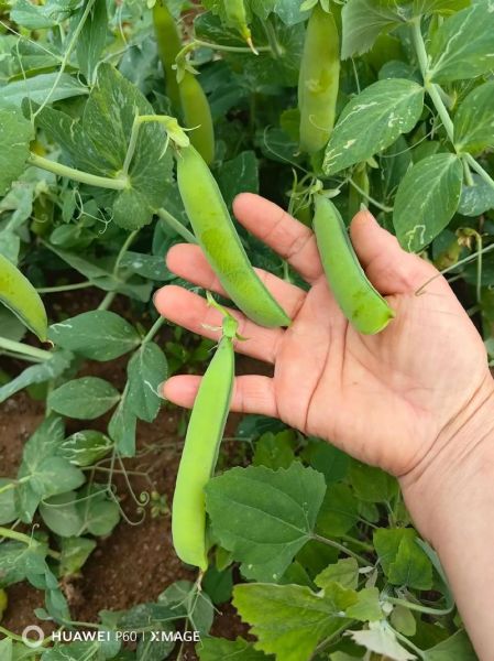 豌豆荚官网手机下载_豌豆荚安全吗-第1张图片-山城妙识