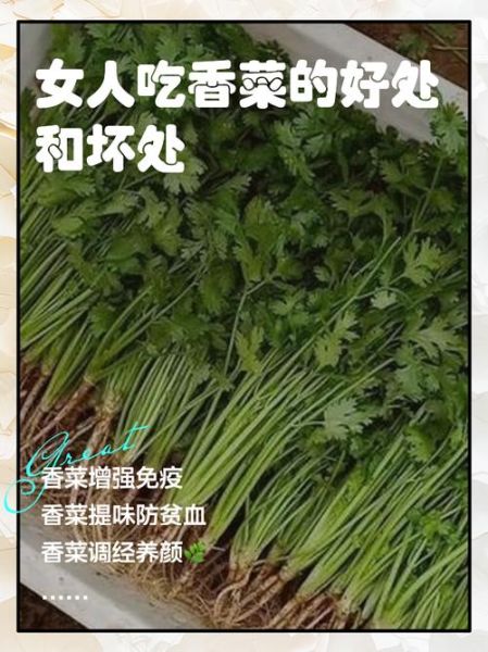 香菜的功效与作用及禁忌_香菜的正确吃法与用量-第1张图片-山城妙识
