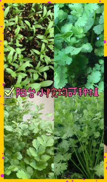 香菜的功效与作用及禁忌_香菜的正确吃法与用量-第2张图片-山城妙识