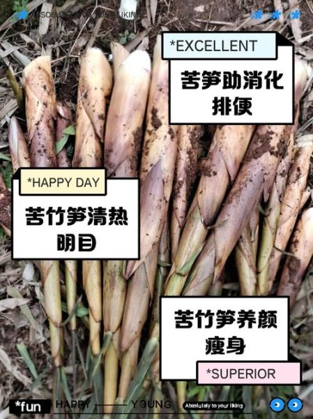 苦竹笋的功效与作用_苦竹笋怎么吃不上火-第1张图片-山城妙识