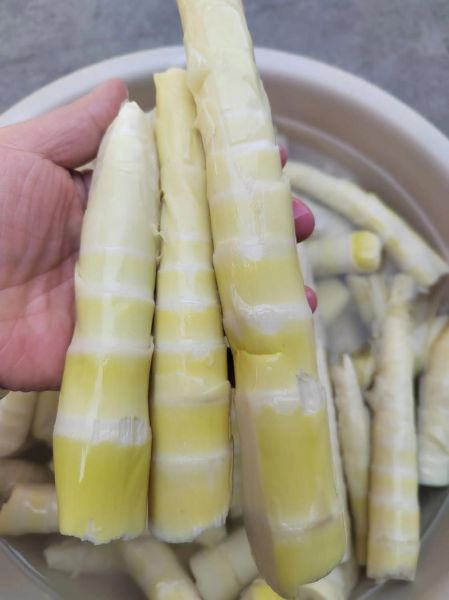 苦竹笋的功效与作用_苦竹笋怎么吃不上火-第2张图片-山城妙识
