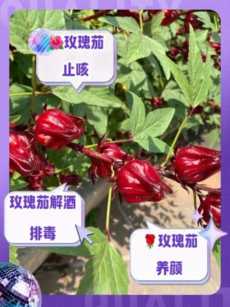 玫瑰茄的功效与作用及禁忌是什么_玫瑰茄泡水喝的正确方法-第1张图片-山城妙识