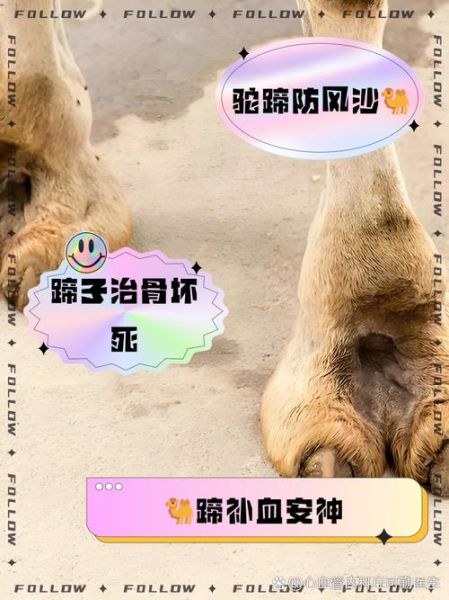骆驼蹄子图片_骆驼蹄子结构是什么样的-第1张图片-山城妙识