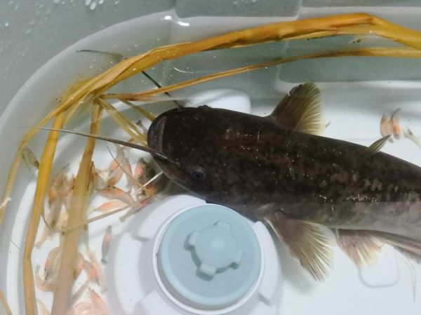 鲶鱼怎么做不腥_鲶鱼去腥最有效的方法-第3张图片-山城妙识