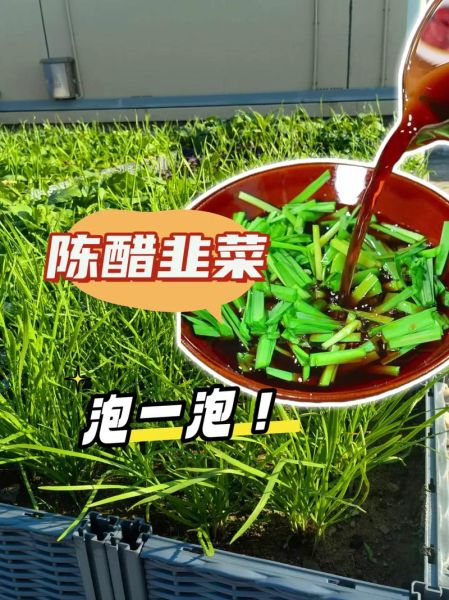 韭菜怎么腌制好吃_韭菜腌制做法大全图解-第2张图片-山城妙识