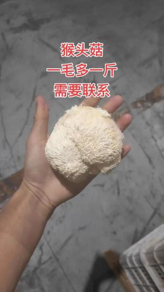 野生猴头菇多少钱一斤_怎么辨别真假野生猴头菇-第1张图片-山城妙识