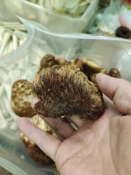 野生猴头菇多少钱一斤_怎么辨别真假野生猴头菇-第2张图片-山城妙识