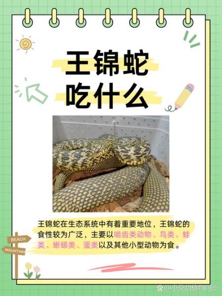 一里王锦蛇有毒吗_一里王锦蛇能当宠物吗-第3张图片-山城妙识