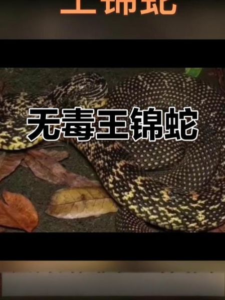 一里王锦蛇有毒吗_一里王锦蛇能当宠物吗-第1张图片-山城妙识