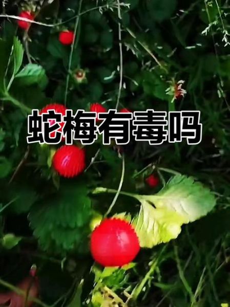 蛇莓可以吃吗_蛇莓有毒吗-第1张图片-山城妙识