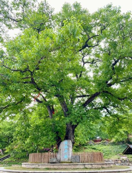 野生山核桃树长什么样_野生山核桃树图片识别技巧-第3张图片-山城妙识