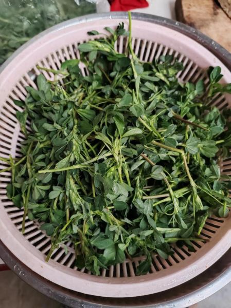 苜蓿菜怎么做好吃_苜蓿菜有哪些家常做法-第1张图片-山城妙识
