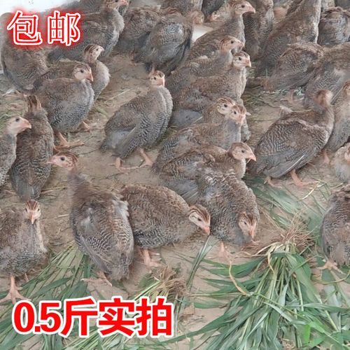 鸡苗批发价格哪里便宜_鸡苗批发注意事项-第2张图片-山城妙识