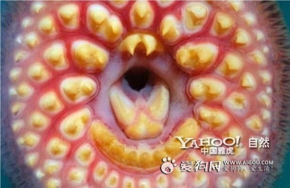 七鳃鳗为什么这么恶心_七鳃鳗恶心的原因-第2张图片-山城妙识