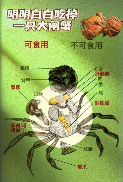 螃蟹不能和什么一起吃_吃螃蟹的禁忌有哪些-第1张图片-山城妙识 螃蟹不能和什么一起吃_吃螃蟹的禁忌有哪些-第1张图片-山城妙识