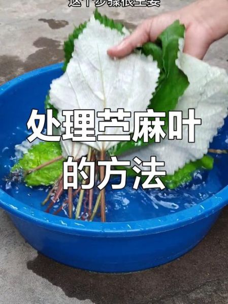 麻油叶是什么_麻油叶的来历-第2张图片-山城妙识 麻油叶是什么_麻油叶的来历-第2张图片-山城妙识