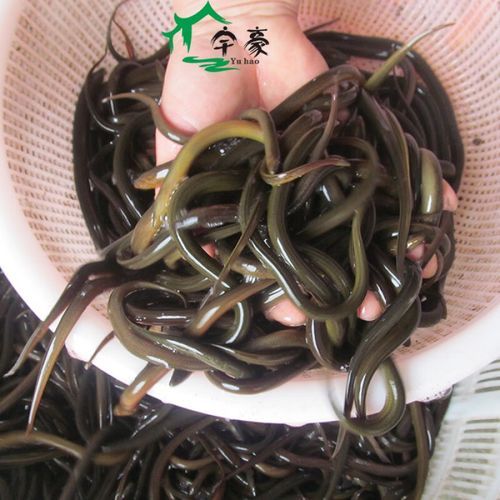 黄鳝鱼苗批发价格_黄鳝鱼苗哪里买靠谱-第1张图片-山城妙识