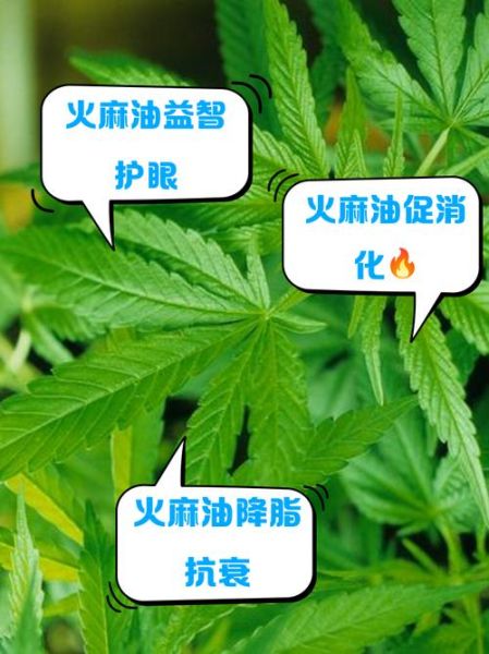 麻油叶是什么_麻油叶的来历-第1张图片-山城妙识 麻油叶是什么_麻油叶的来历-第1张图片-山城妙识