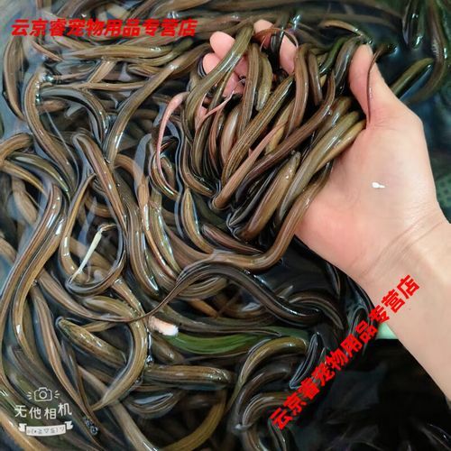 黄鳝鱼苗批发价格_黄鳝鱼苗哪里买靠谱-第2张图片-山城妙识