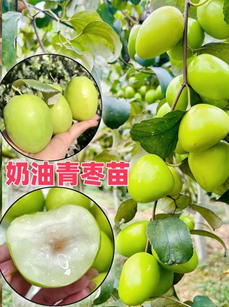 青枣图片大全_青枣品种怎么区分-第2张图片-山城妙识