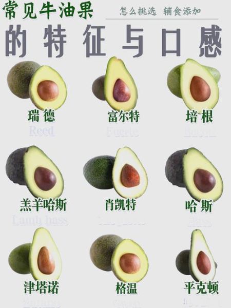 鳄梨怎么吃_鳄梨营养价值高吗-第1张图片-山城妙识