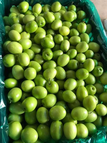 青枣图片大全_青枣品种怎么区分-第3张图片-山城妙识