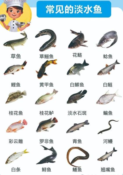 淡水大鱼有哪些_淡水大鱼怎么养-第1张图片-山城妙识 淡水大鱼有哪些_淡水大鱼怎么养-第1张图片-山城妙识