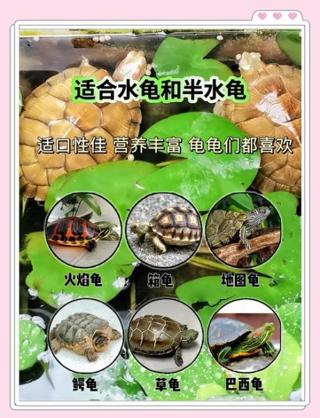 家养乌龟吃什么食物_家养乌龟可以吃什么蔬菜-第2张图片-山城妙识