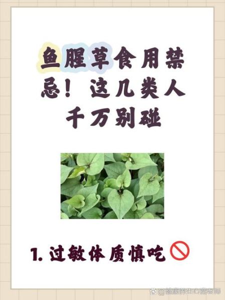 鱼腥草什么人不宜吃_鱼腥草禁忌人群-第2张图片-山城妙识