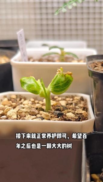 面包树出走了怎么办_面包树出走了还能活吗-第1张图片-山城妙识