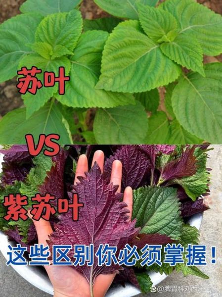 真紫苏和假紫苏的区别_如何一眼识别真假紫苏-第1张图片-山城妙识