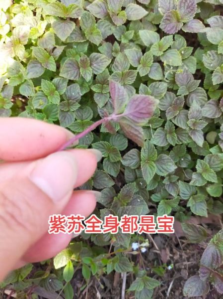 真紫苏和假紫苏的区别_如何一眼识别真假紫苏-第3张图片-山城妙识