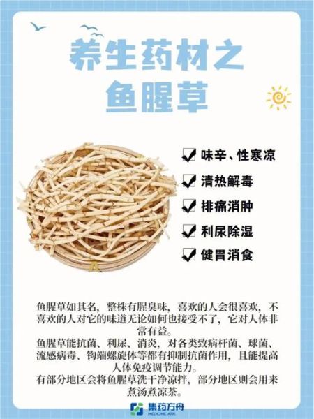 鱼腥草不能和什么一起吃_鱼腥草禁忌食物有哪些-第3张图片-山城妙识