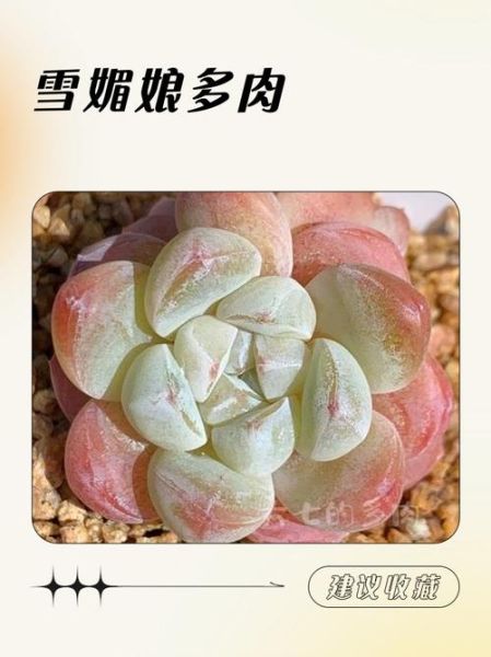 雪媚娘多少钱一个_雪媚娘价格为什么差别大-第3张图片-山城妙识