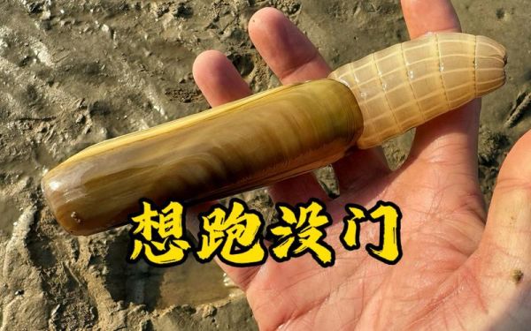 蛏王为什么吐掉鼻子_蛏王鼻子掉了还能活吗-第3张图片-山城妙识
