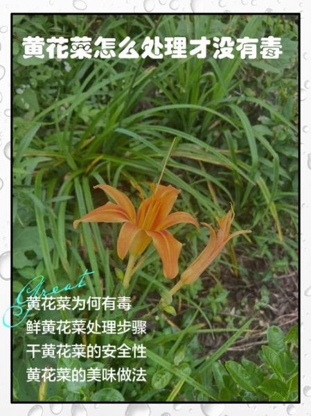 黄花菜怎么吃没毒_新鲜黄花菜去毒方法-第1张图片-山城妙识