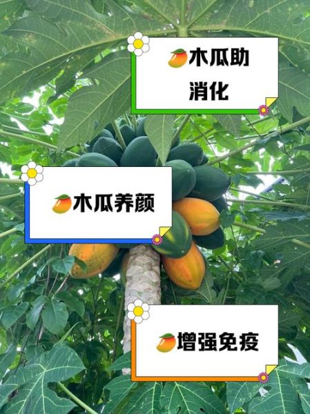 生吃木瓜的正确方法_木瓜生吃会不会寒凉-第1张图片-山城妙识