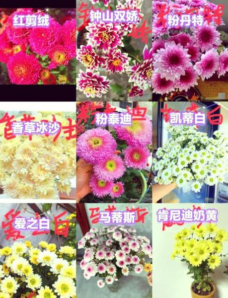 菊花种类有哪些_菊花品种大全-第2张图片-山城妙识