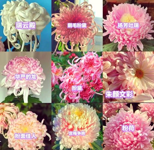菊花种类有哪些_菊花品种大全-第1张图片-山城妙识