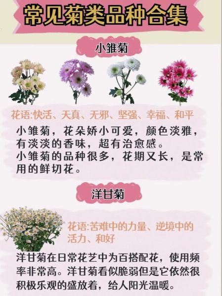 菊花种类有哪些_菊花品种大全-第3张图片-山城妙识
