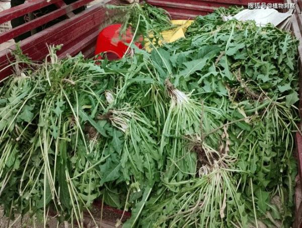 婆婆丁是什么菜_婆婆丁和蒲公英的区别-第3张图片-山城妙识