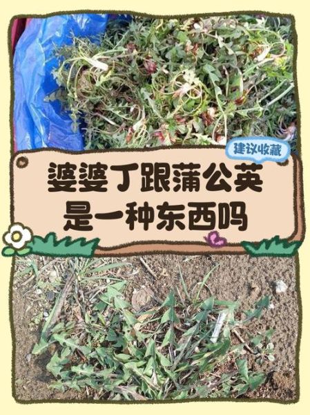 婆婆丁是什么菜_婆婆丁和蒲公英的区别-第2张图片-山城妙识