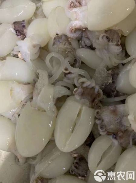 冷冻小乌贼怎么做好吃_冷冻小乌贼怎么处理-第2张图片-山城妙识