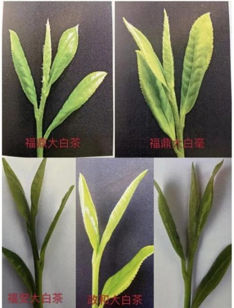 福鼎白茶等级分类_白毫银针和白牡丹哪个好-第1张图片-山城妙识