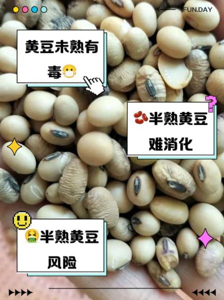 黄豆不泡可以直接煮吗_黄豆不泡多久能煮熟-第1张图片-山城妙识