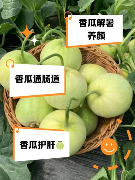 香瓜不能和什么一起吃_香瓜食用禁忌有哪些-第3张图片-山城妙识